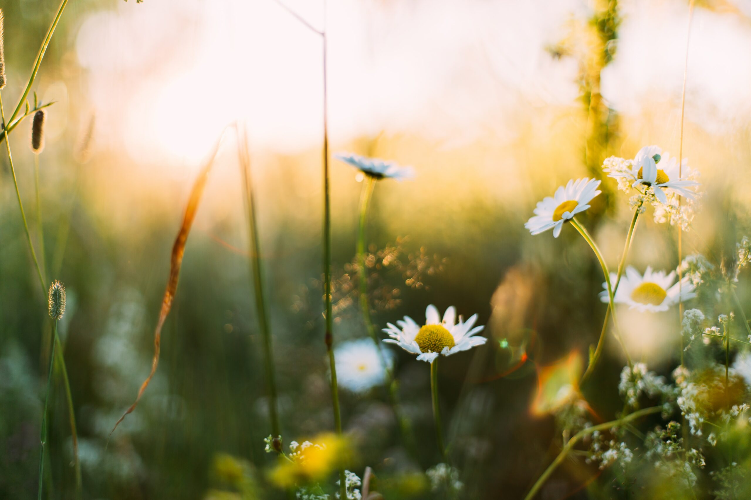 Primavera começa na Irlanda com semana de sol e temperatura amena