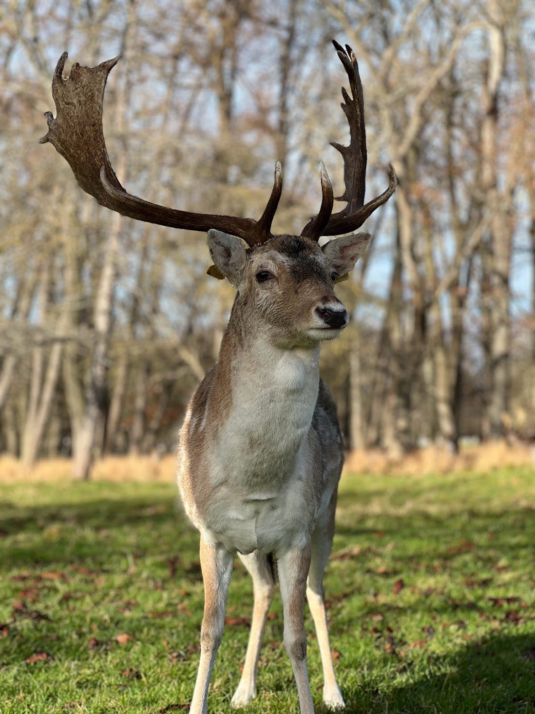 Como surgiram os cervos no Phoenix Park, em Dublin, na Irlanda