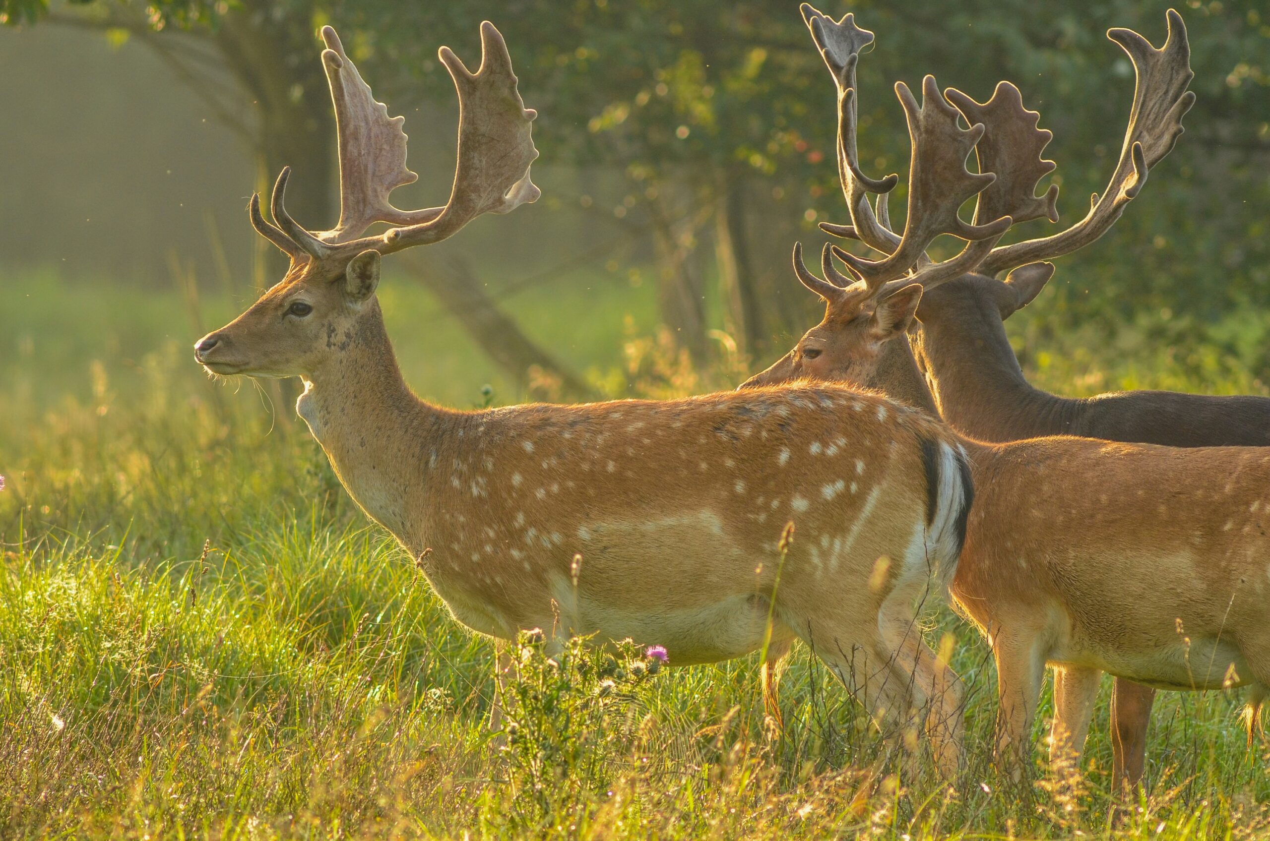 Como surgiram os cervos no Phoenix Park, em Dublin, na Irlanda